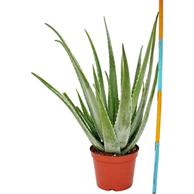 Aloe Vera Topfgrosse