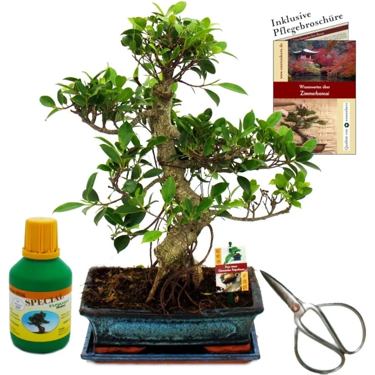 Exotenherz Bonsai Chinesischer Feigenbaum Ficus Retusa, 12-15 Jahre ...